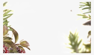 Dry Leaf Border Transparent - Portable Network Graphics PNG Image ...