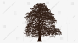Dry Tree - Tree PNG Image | Transparent PNG Free Download on SeekPNG