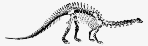 Bones Brontosaurus Dinosaur Extinct Fossil - Dinosaur Skeleton PNG ...