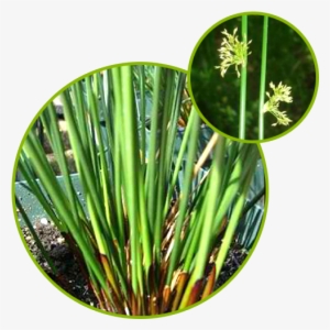 Medulla Junci Extract - Medulla Oblongata PNG Image | Transparent PNG ...