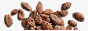 Making Darn Good Chocolate - Cocoa Bean PNG Image | Transparent PNG ...