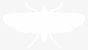 All Pests - Insect PNG Image | Transparent PNG Free Download on SeekPNG