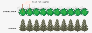 Thuja Green Giant Tree - Double Staggered Row Hedge PNG Image ...