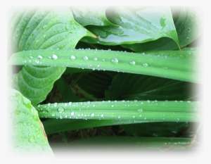 Dew Drops - Cartoon PNG Image | Transparent PNG Free Download on SeekPNG