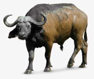 African Water Buffalo Png PNG Image | Transparent PNG Free Download on ...