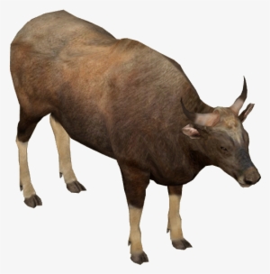 Gaur Adult F1 - Wiki PNG Image | Transparent PNG Free Download on SeekPNG