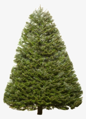 Cutout Fir Tree - Pine Tree Free Png PNG Image | Transparent PNG Free ...