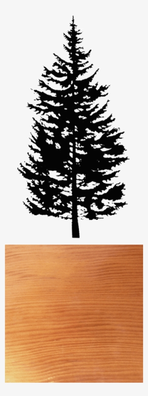 Doug-fir - Douglas Fir Clip Art PNG Image | Transparent PNG Free ...