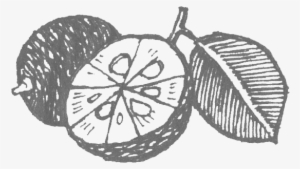 Floating-calamansi - Sketch PNG Image | Transparent PNG Free Download ...