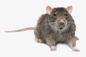 Rat - Rat Sale PNG Image | Transparent PNG Free Download on SeekPNG