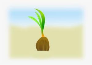Big Image - Germination Of Seed Animation PNG Image | Transparent PNG ...