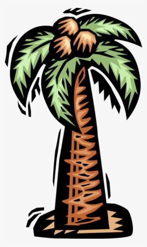 Vector Illustration Of Arecaceae Palm Tree With Coconuts - Chicka ...