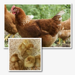 Novogen Brown Egg Layer Near California, Oregon, Washington, - Kaveri ...