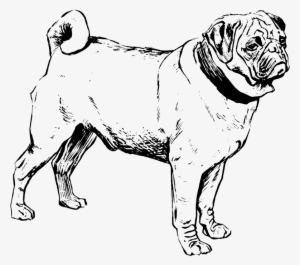 Free Vector Pug - Outline Of A Pug PNG Image | Transparent PNG Free ...