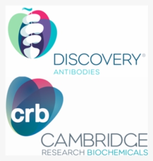 Cambridge Research Biochemicals Launches Discovery - Antibody PNG Image ...