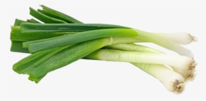 Green Onion Organic Supplier Usa - Spring Onions PNG Image ...
