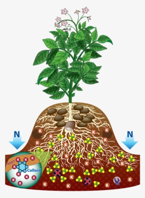Potato Plant Root PNG Image | Transparent PNG Free Download on SeekPNG