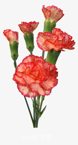 Free Download Red Carnation Clipart Carnation Flower - Photography ...