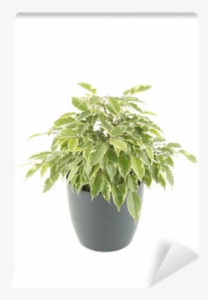 Fig Trees PNG Image | Transparent PNG Free Download on SeekPNG