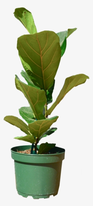 Fig Leaf Png PNG Image | Transparent PNG Free Download on SeekPNG