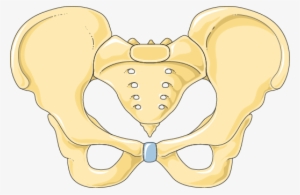 Download The Image - Pelvis PNG Image | Transparent PNG Free Download ...