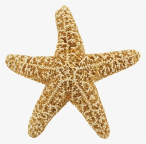 Seashells And Starfish, Ki-72 - Starfish Png PNG Image | Transparent ...