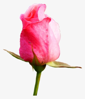 Transparent Rose With Buds Transparent Background - Beautiful Flowers ...