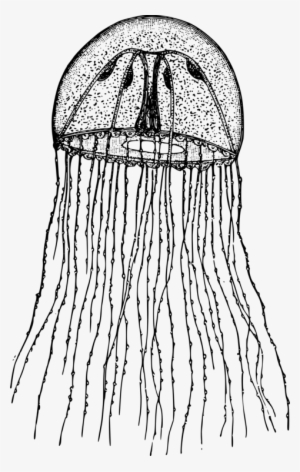 Computer Icons Hydra Hydroid Drawing Jellyfish - Clip Art Black And ...