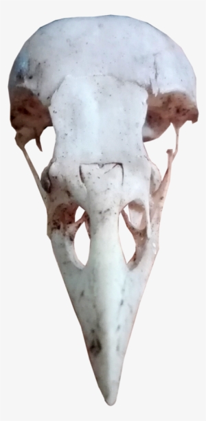 Bird Skull Photo - Skull PNG Image | Transparent PNG Free Download on ...
