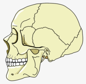 Skull - Side View - Skull PNG Image | Transparent PNG Free Download on ...