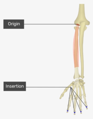 Extensor Carpi Radialis Longus Origin PNG Image | Transparent PNG Free ...