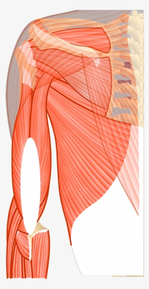 Posterior Compartment Of The Forearm PNG Image | Transparent PNG Free ...