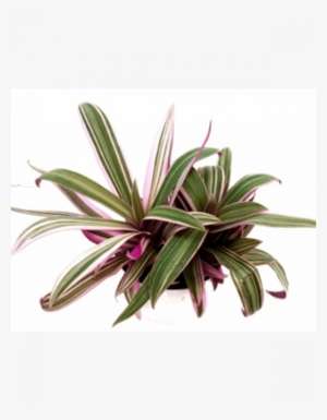 Rhoeo Spathca Tricolour Green Pink Color Plant With - Green PNG Image ...
