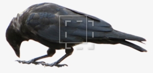 Crow - Raven Pecking PNG Image | Transparent PNG Free Download on SeekPNG