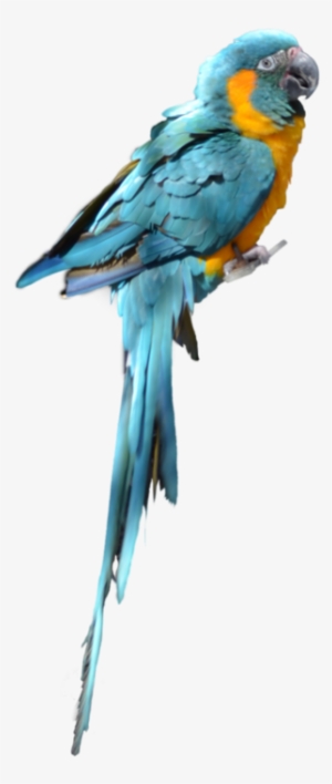 Blue Parrot Png Picture - Parrot Png For Photoshop PNG Image ...