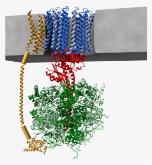 Atp Synthase 3d Model - Atp Synthase Protein Structure PNG Image ...