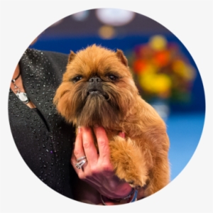 2017 National Dog Show Best In Toy - 2017 National Dog Show Winner PNG ...