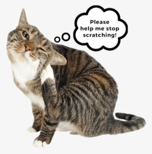 Transparent Cat Claws Clipart - Cat Claw Clip Art PNG Image ...