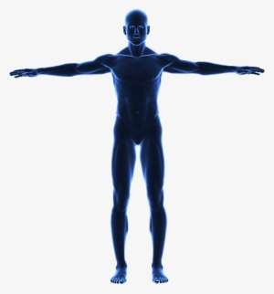 Arm Span Of A Person PNG Image | Transparent PNG Free Download on SeekPNG