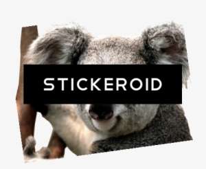 Koala - Koala Windows 7 PNG Image | Transparent PNG Free Download on ...