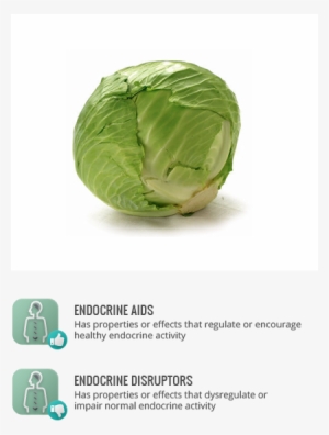 Tags - - Fresh Green Cabbage Lb PNG Image | Transparent PNG Free ...