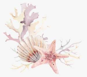 Hand Painted Beach Shell Png Transparent - Shell Poster, 30x21 Cm ...