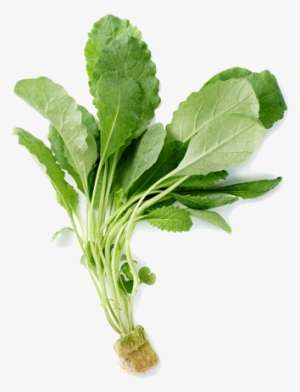 Known For It's Nutrient Richness Kale Is Delicious - Echinodorus PNG ...