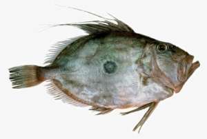 Johndory - John Dory PNG Image | Transparent PNG Free Download on SeekPNG