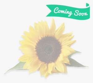 Mini Sunflowers - Sunflower With White Background PNG Image ...