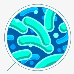 Bacteria Png Transparent - Bacteria Png PNG Image | Transparent PNG ...