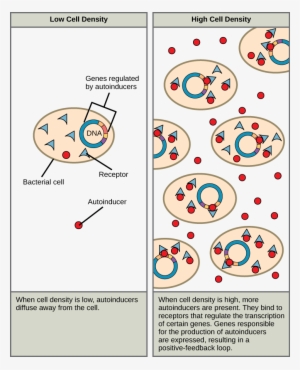 The Left Part Of This Illustration Shows A Single Bacterial - Quorum ...