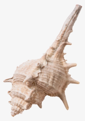 Decorative Seashell - Seashell PNG Image | Transparent PNG Free ...