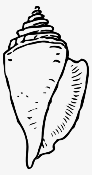 Clip Art Freeuse Library Seashell Black And White - Black And White ...