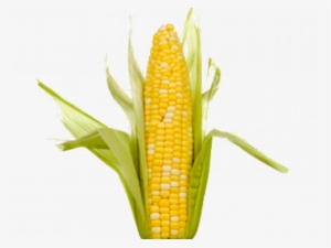 Corn Png Transparent Images - Single Corn On The Cob PNG Image ...